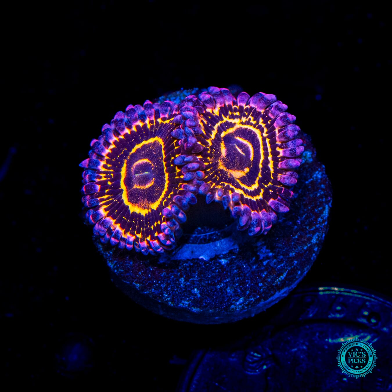 Stratosphere Zoanthids