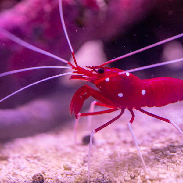 Freshwater Fire Shrimp