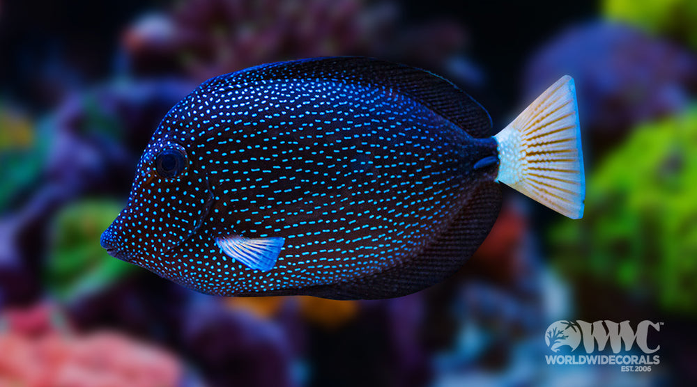 White Tail Bristletooth Tang