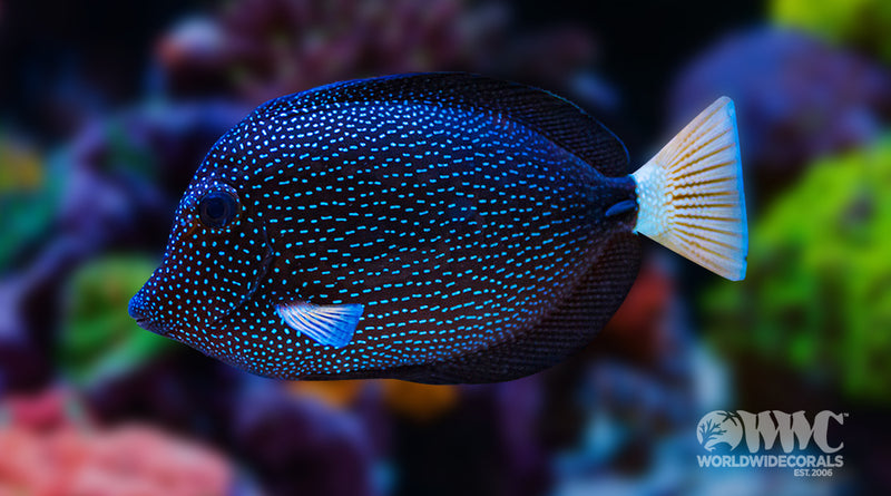 White Tail Bristletooth Tang