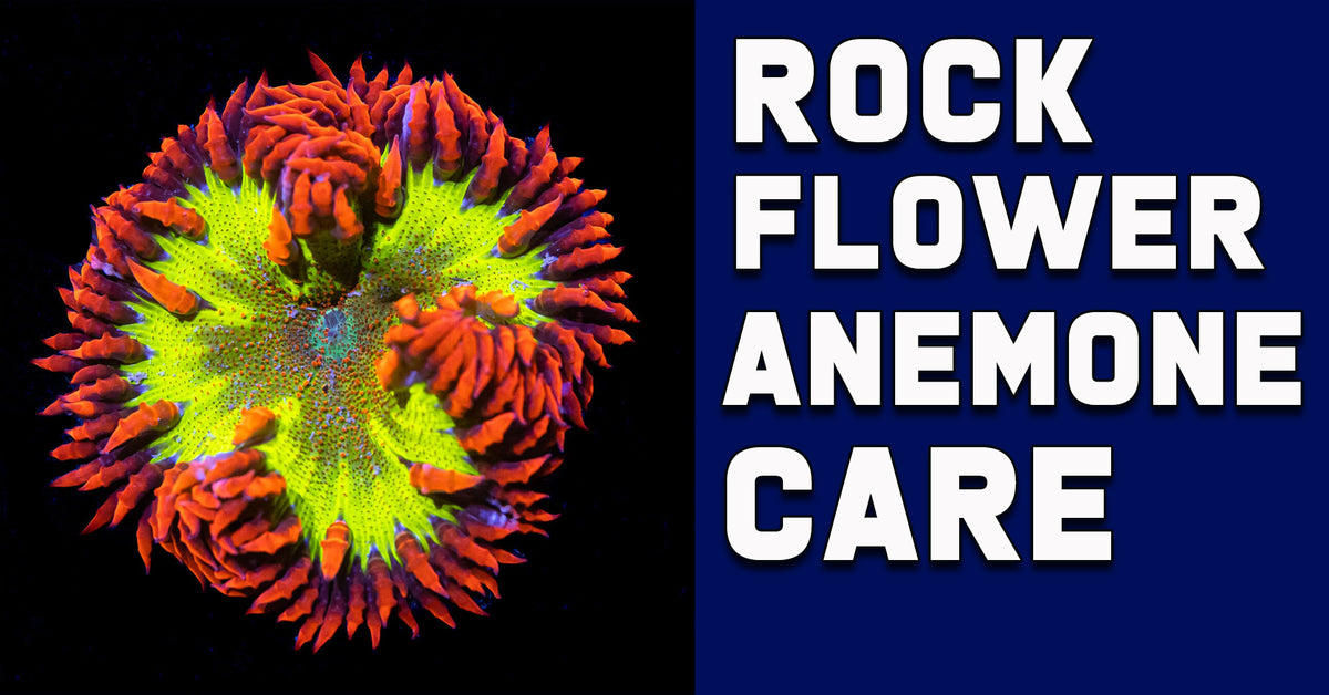 Rock Flower Anemones | World Wide Corals