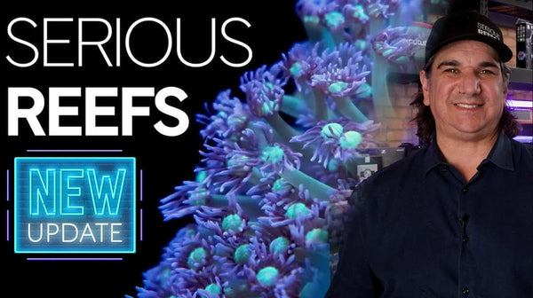 How Serious Reefs Is Elevating the Modern Reefing Experience