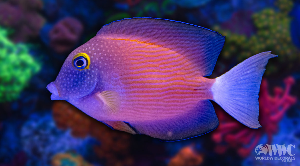 Rare Tang Fish Rare White Tang On Display At World Wide Corals [video