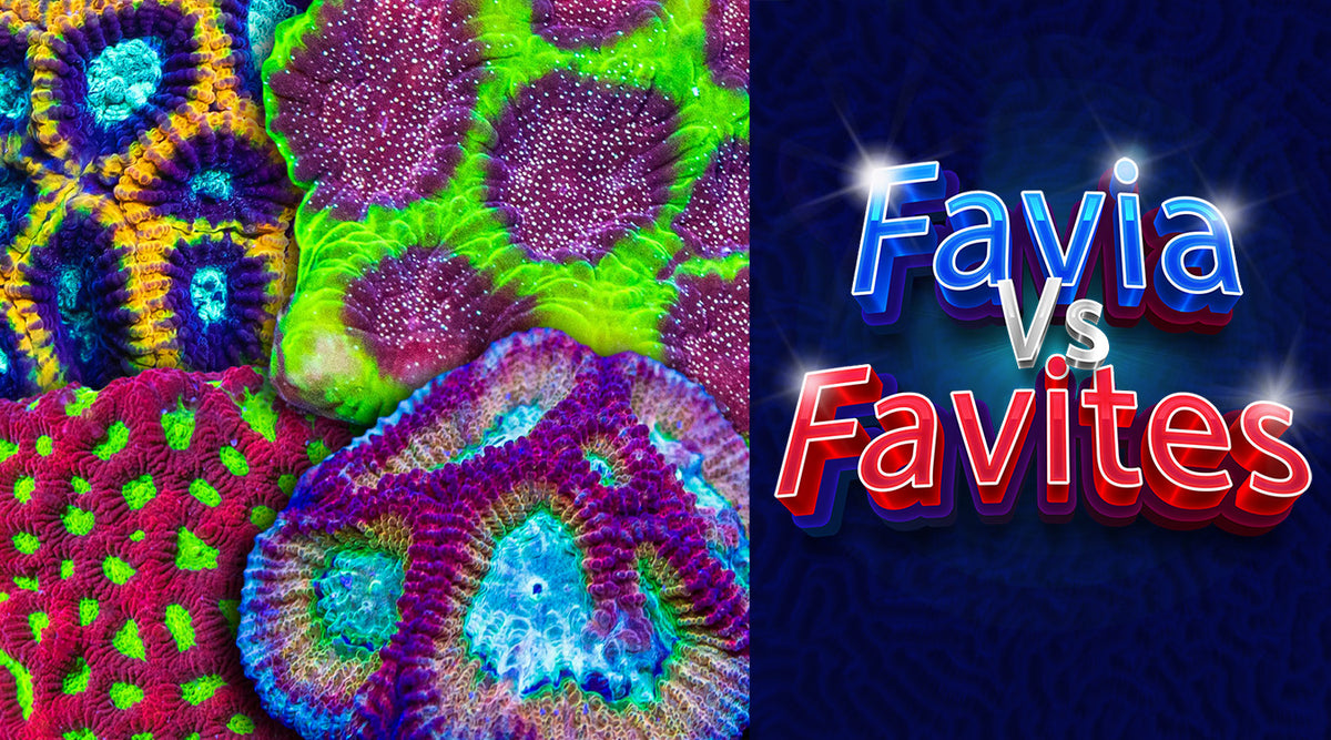 Favia Vs. Favites; UnderstandingThe Difference | World Wide Corals