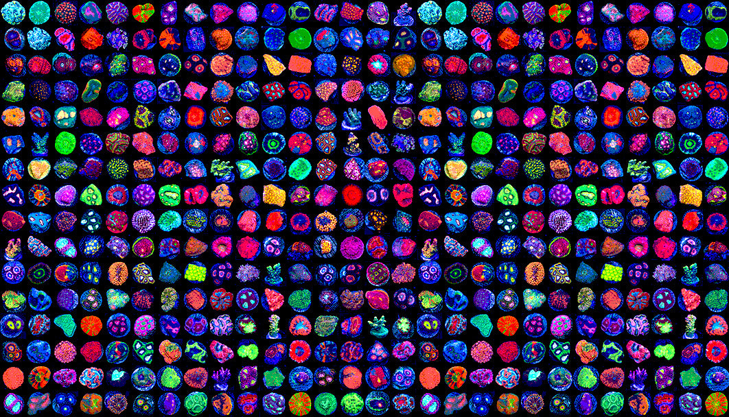 Benefits of Adding Coral to Your Tank | World Wide Corals