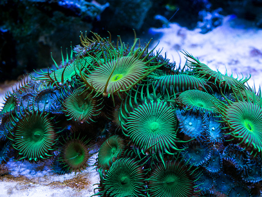 Palytoxin Poisoning: What It Is and How To Avoid It