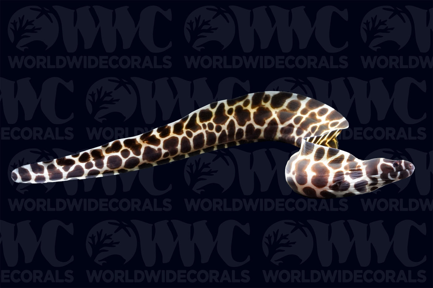Eels For Sale | Saltwater Aquarium