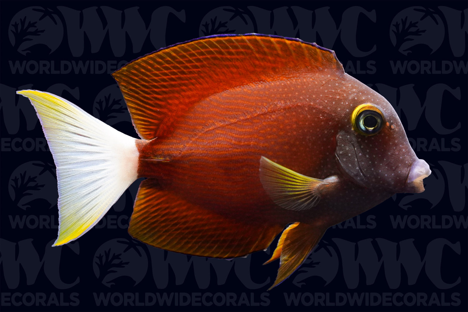 Tangs for Sale, Saltwater Aquarium Fish