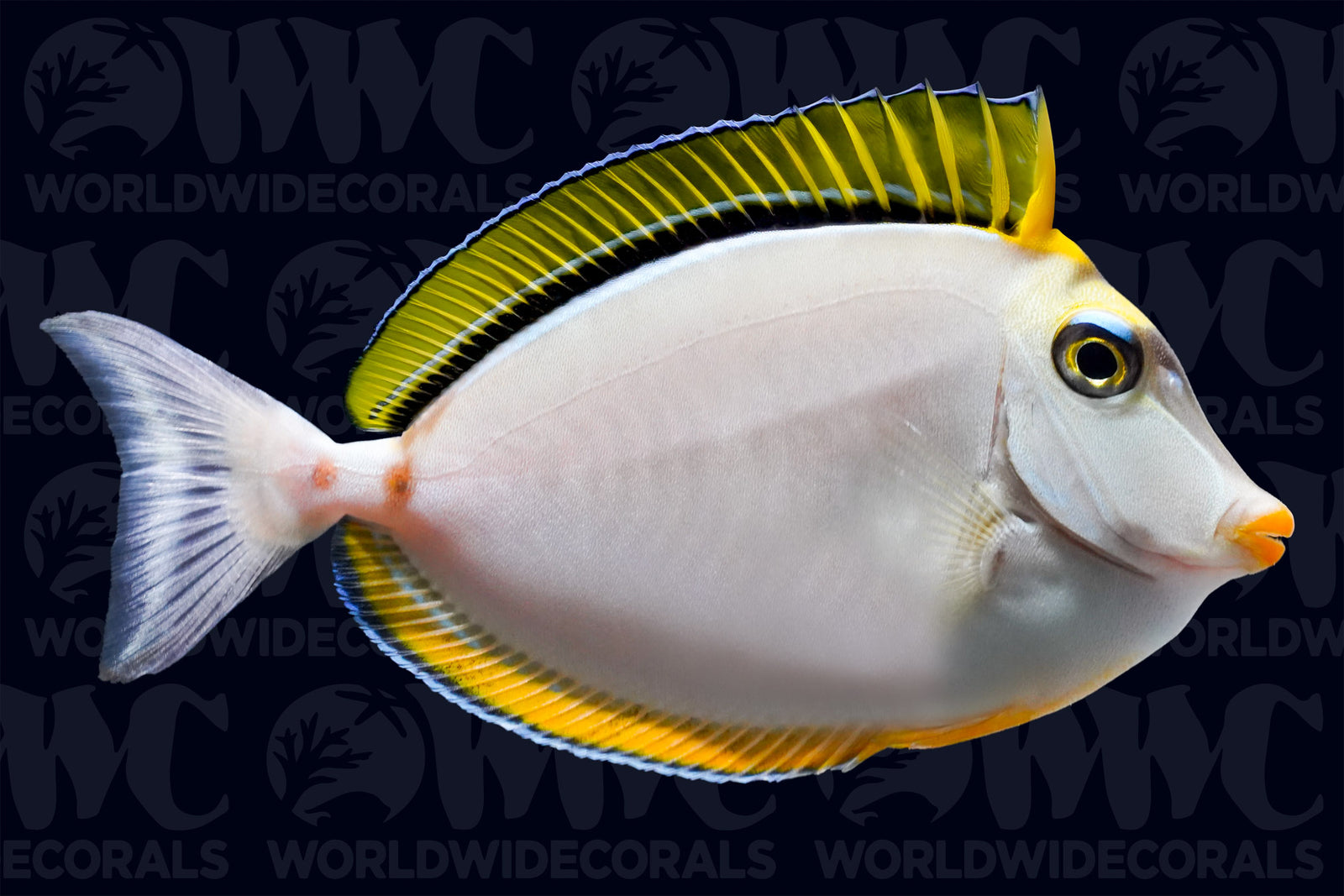 Tangs for Sale, Saltwater Aquarium Fish