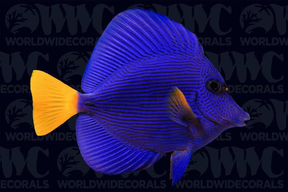 Tangs for Sale, Saltwater Aquarium Fish