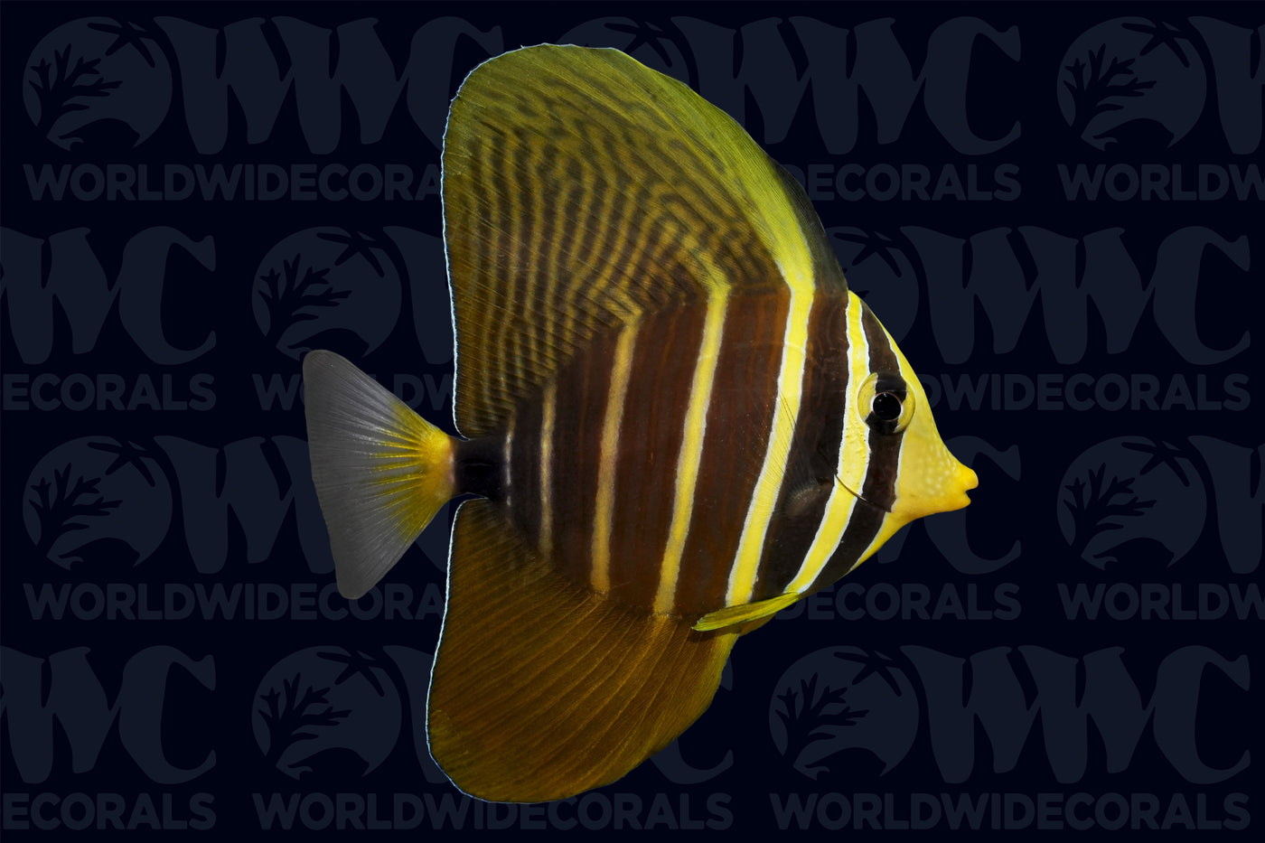 Tangs for Sale, Saltwater Aquarium Fish