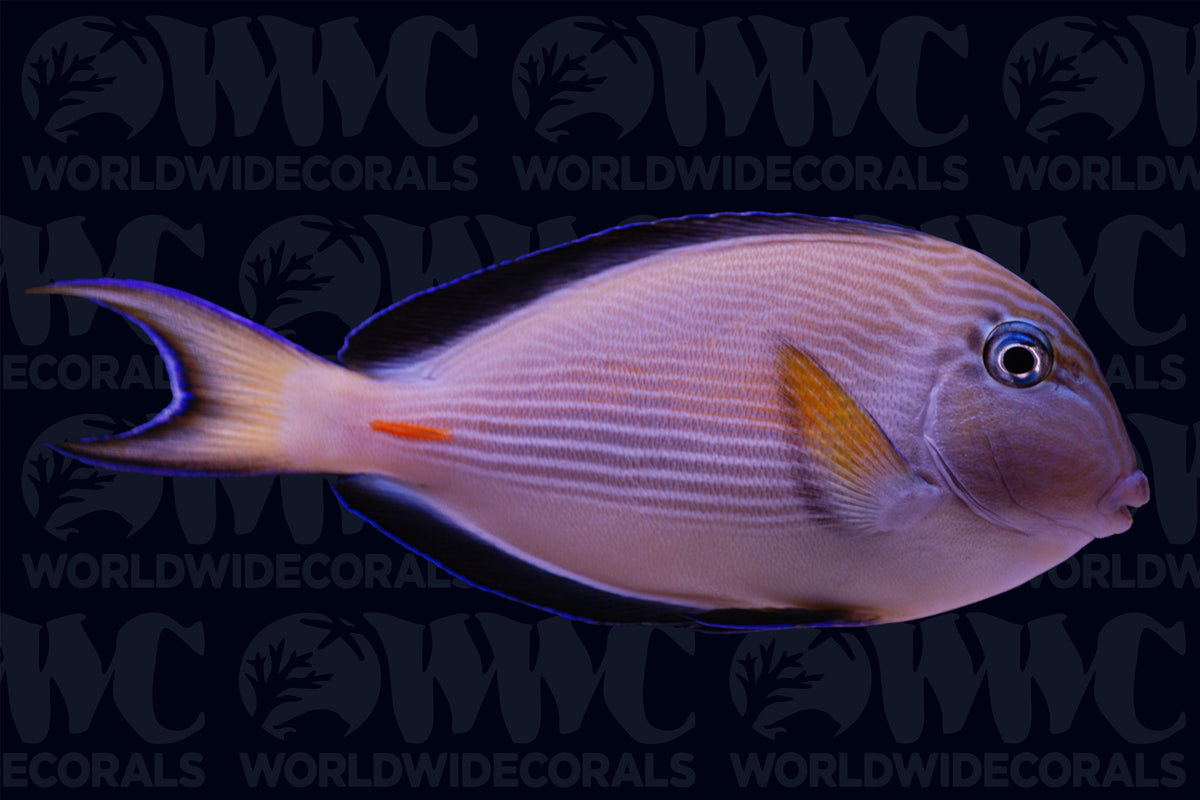 Tangs for Sale, Saltwater Aquarium Fish