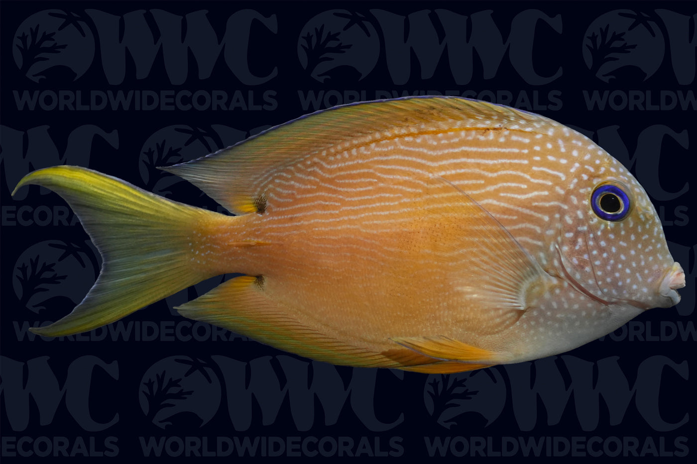 Tangs for Sale, Saltwater Aquarium Fish