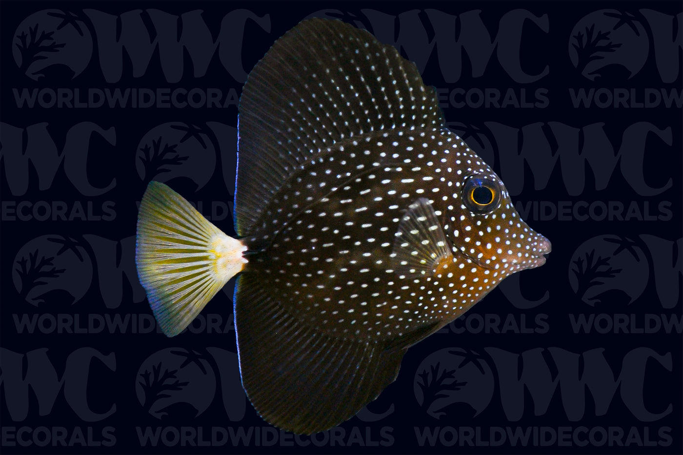 Tangs for Sale, Saltwater Aquarium Fish
