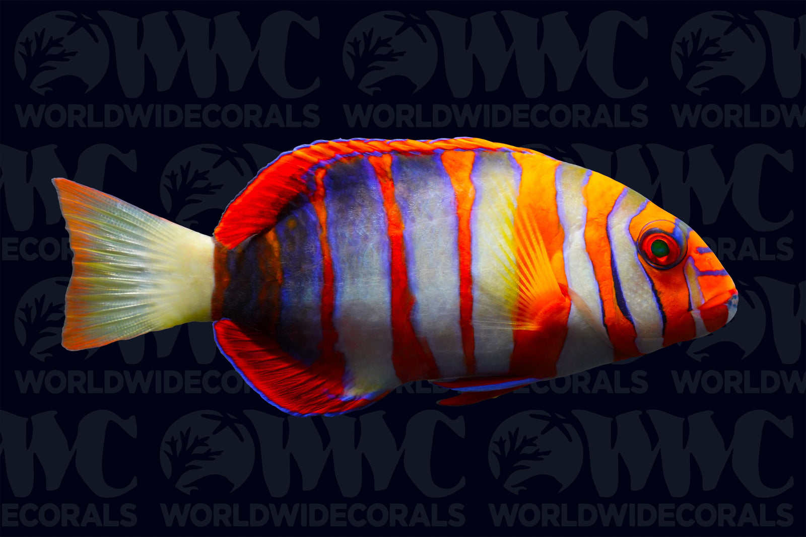 Wrasses for Sale | Reef Safe Wrasses