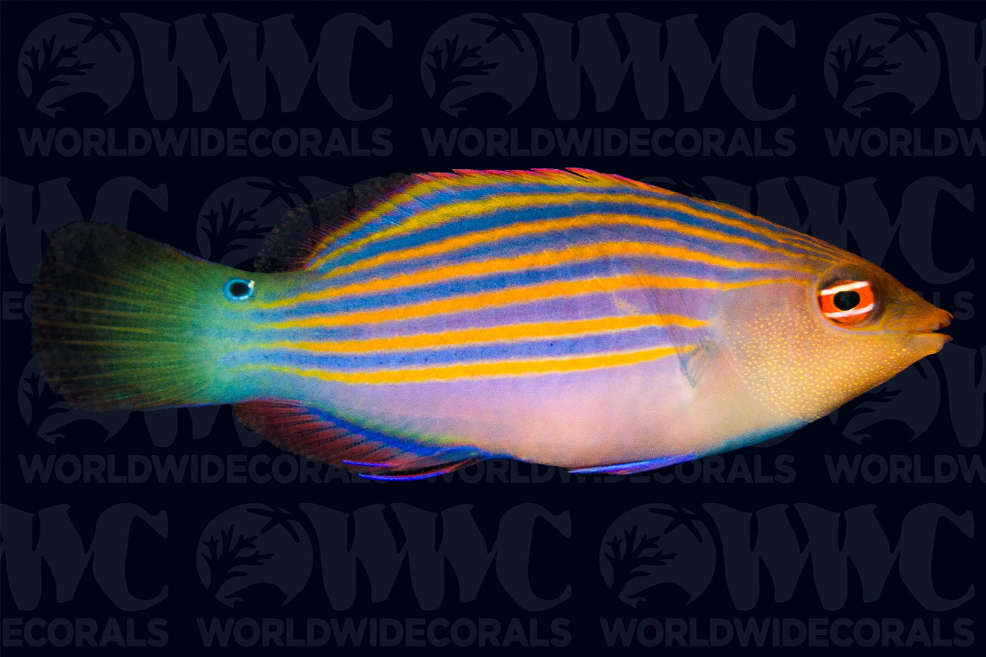 Wrasses for Sale | Reef Safe Wrasses