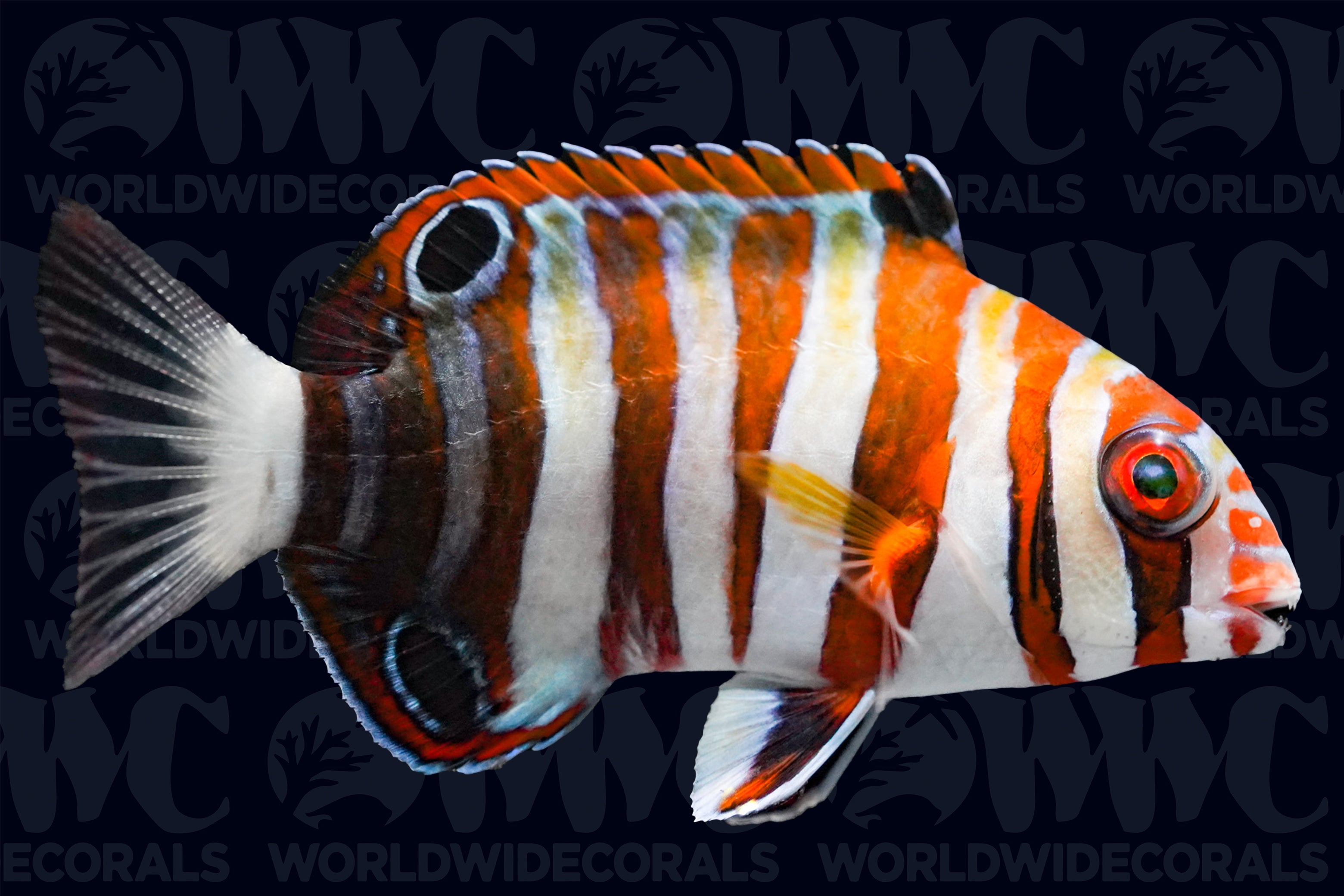 Harlequin Tusk Wrasse - Juvenile - Philippines