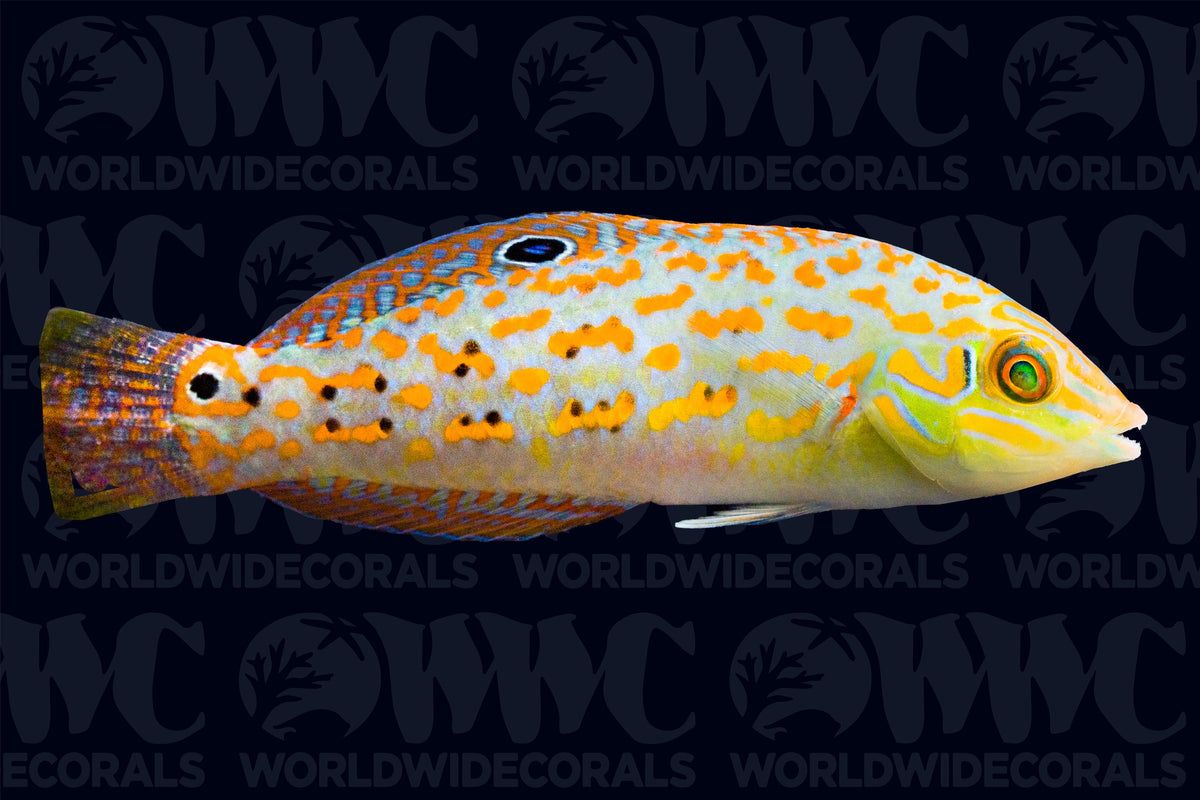 Wrasses for Sale | Reef Safe Wrasses