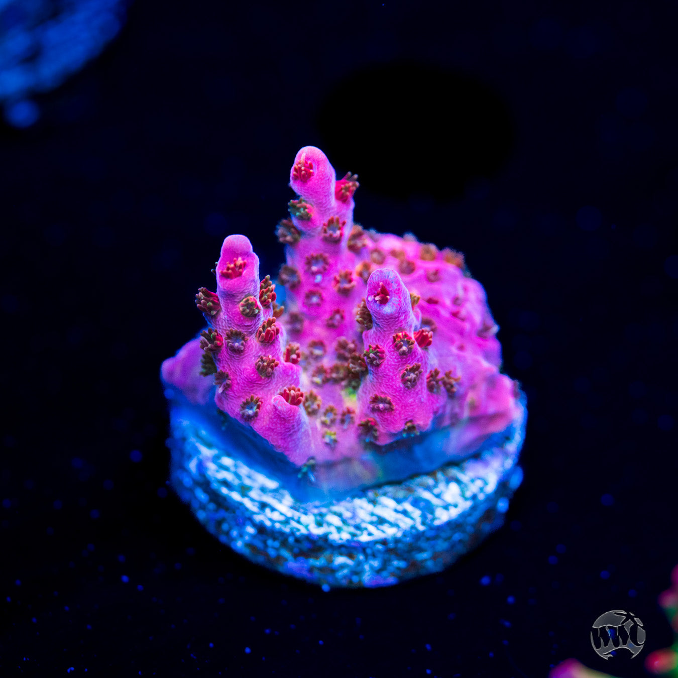 WWC Pink Passion Acropora