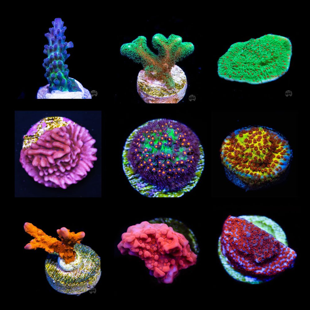 Coral Frag Packs | World Wide Corals