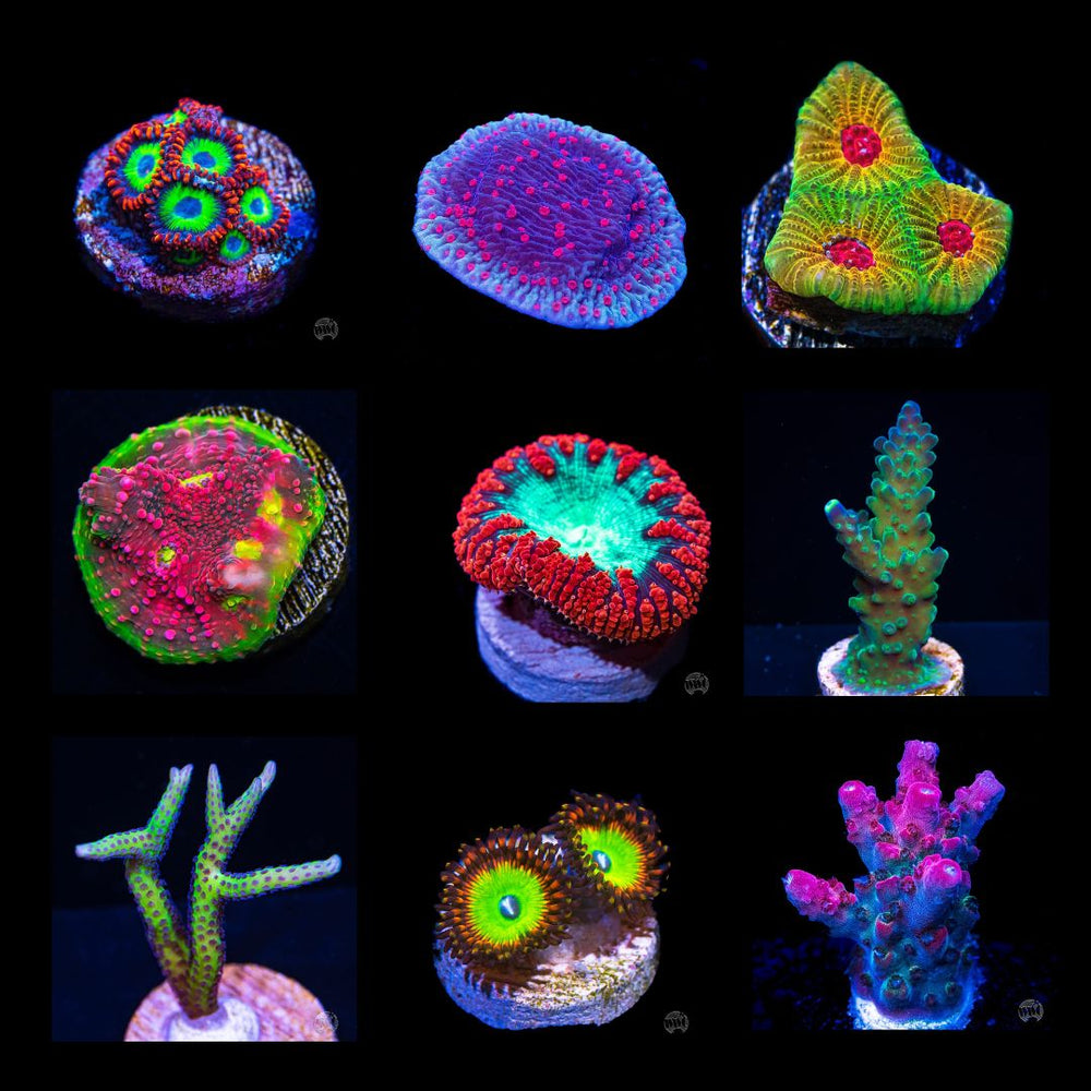 Coral Frag Packs | World Wide Corals