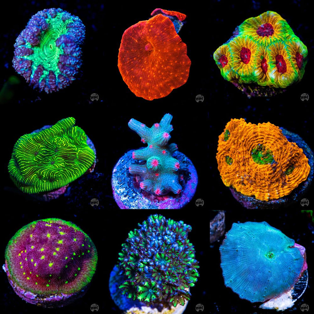 Coral Frag Packs | World Wide Corals