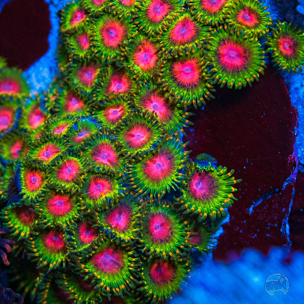 Zoanthids for sale - World Wide Corals