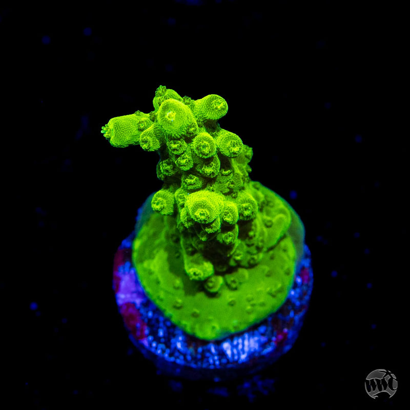 WWC Aquacultured Corals