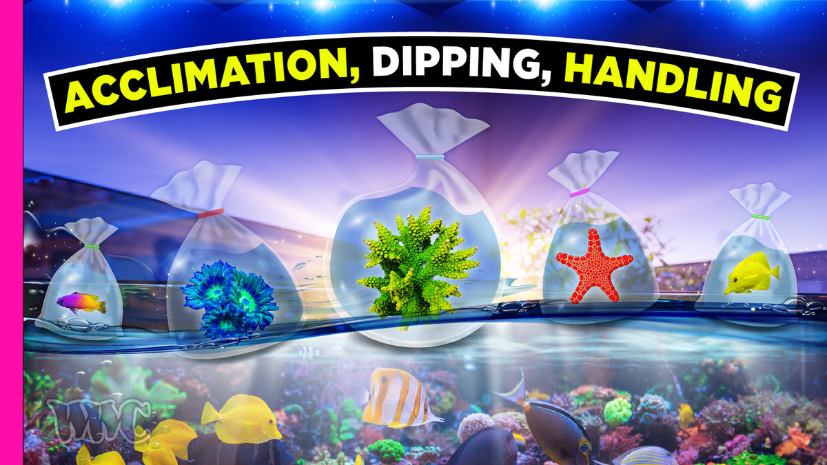 WWC Coral Acclimation and Dipping Guide