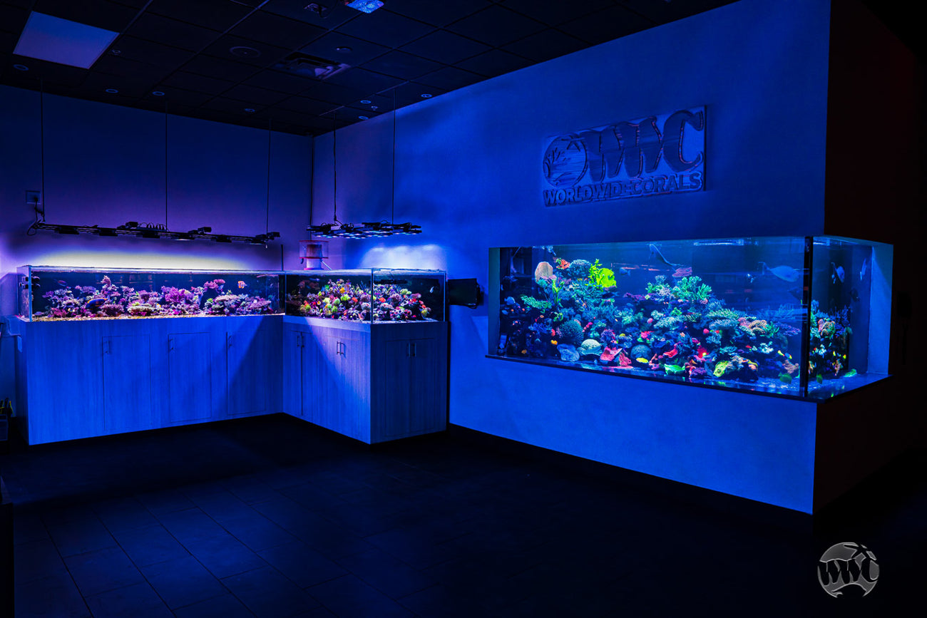 World Wide Corals Superstore | Orlando Aquarium Store