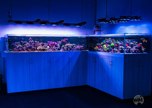 World Wide Corals Superstore | Orlando Aquarium Store