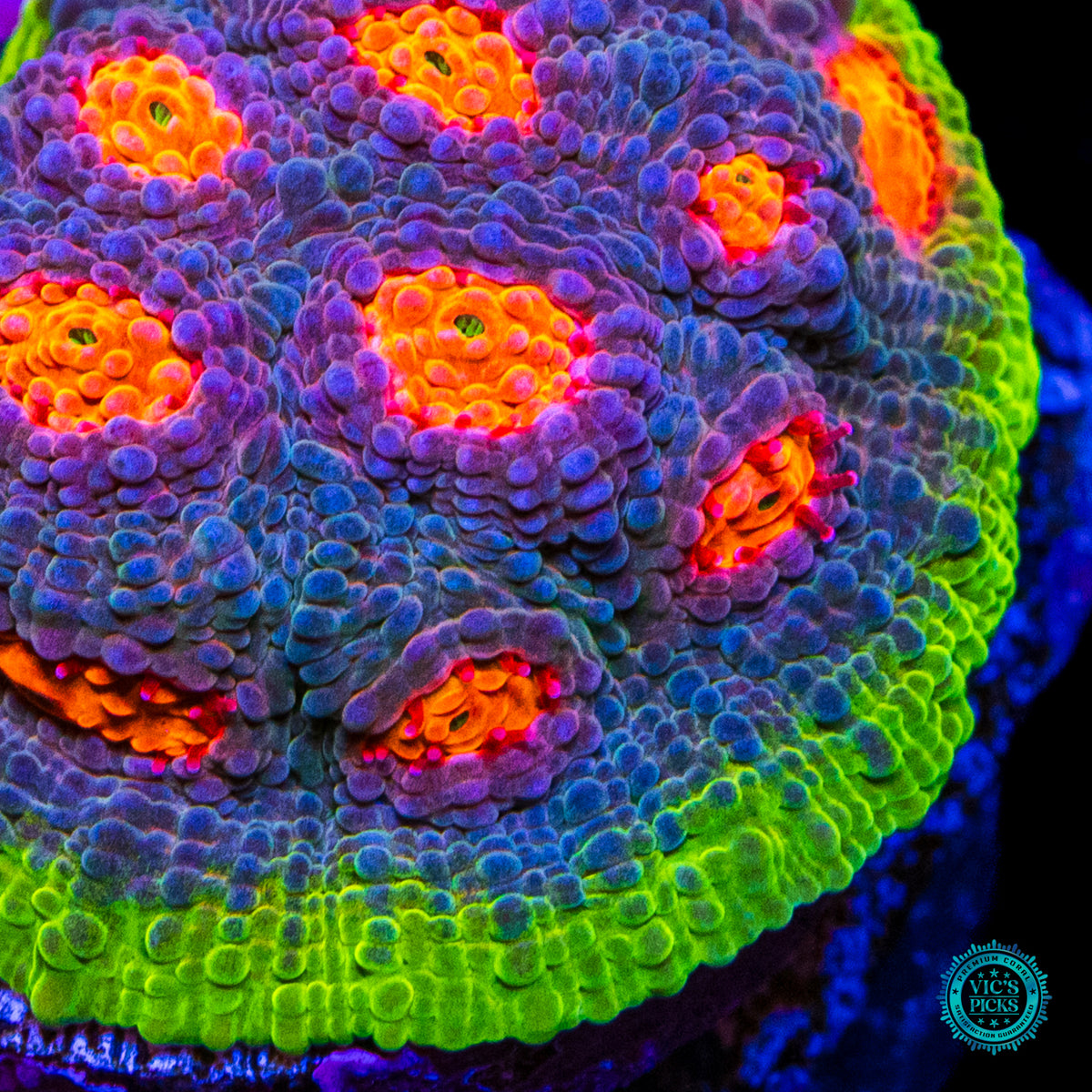 Chalice Coral For Sale - World Wide Corals