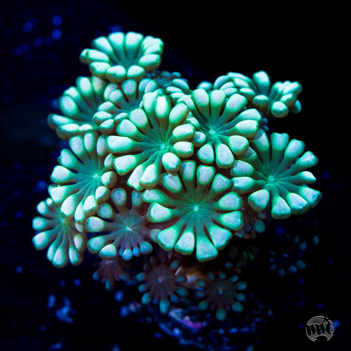 Large Polyp Stony or LPS Corals for Sale | World Wide Corals