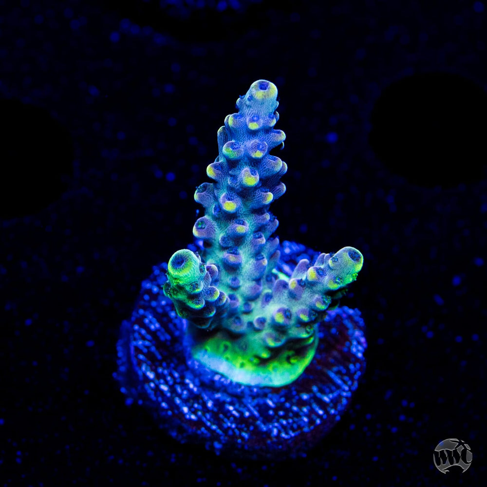 Acropora Coral for Sale - World Wide Corals
