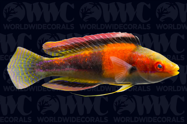 Wrasses for Sale | Reef Safe Wrasses
