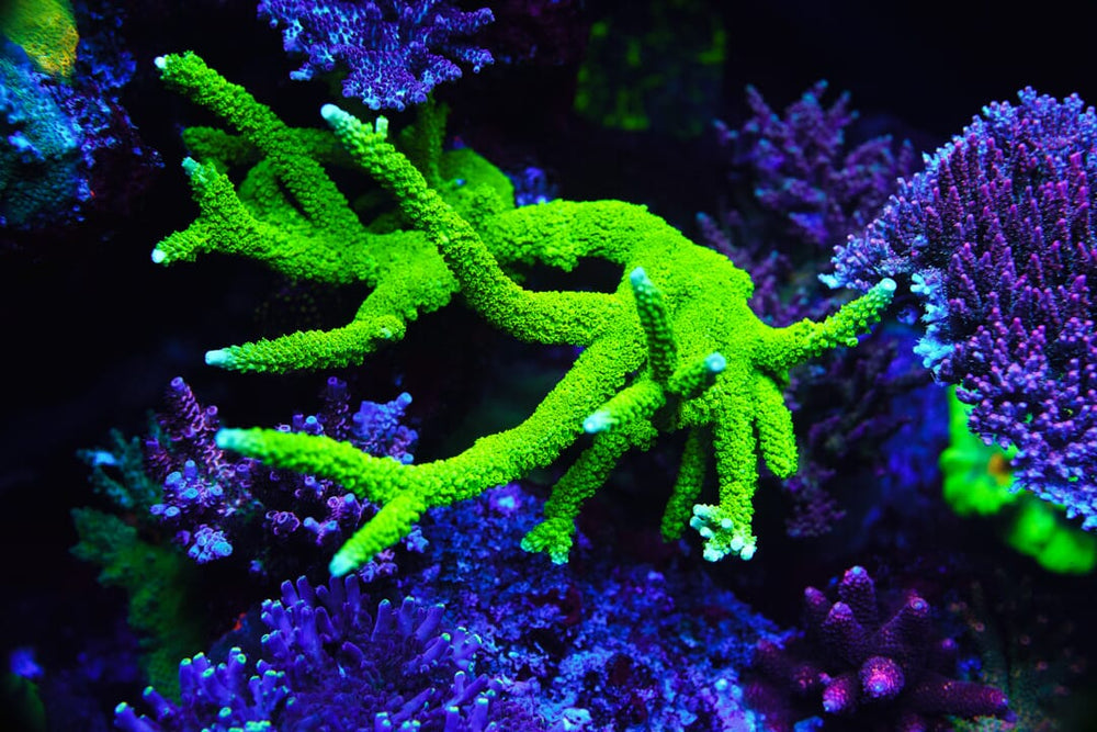 Acropora Coral for Sale - World Wide Corals