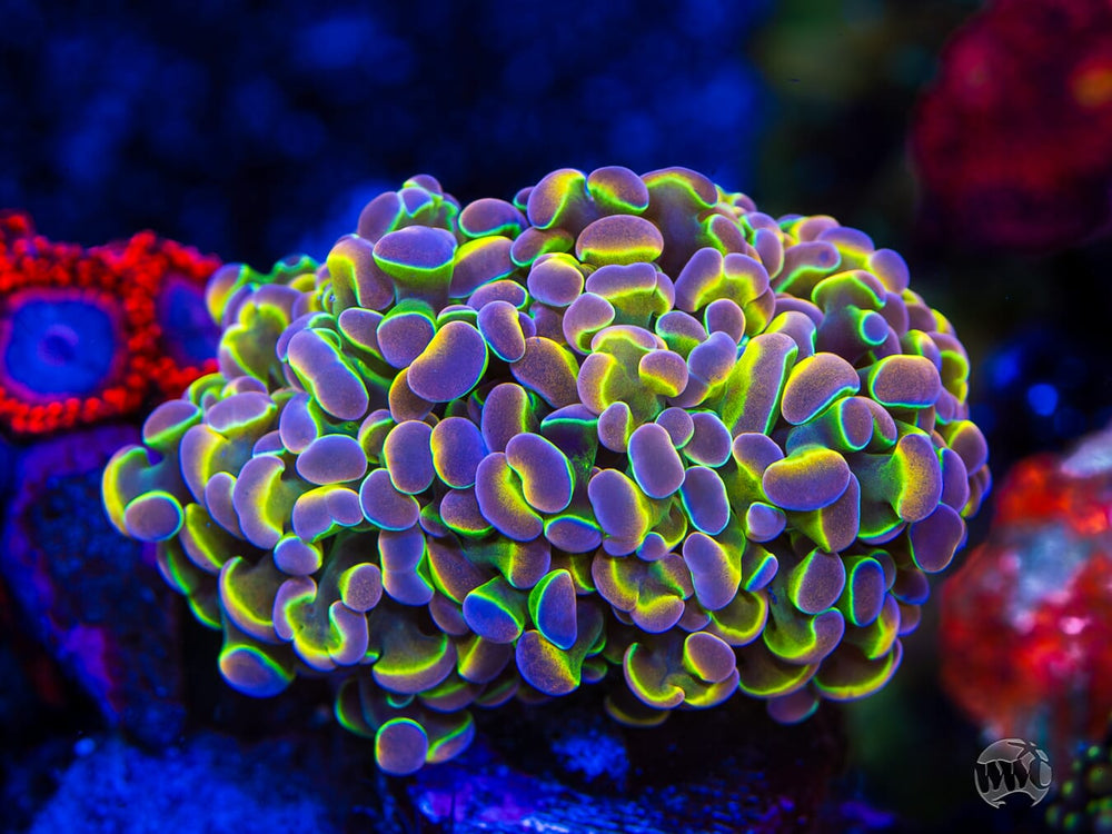 Hammer, Frogspawn, Torch