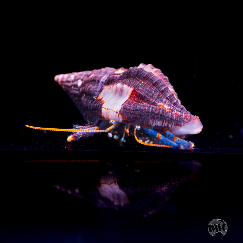 Saltwater Invertebrates for Sale - World Wide Corals