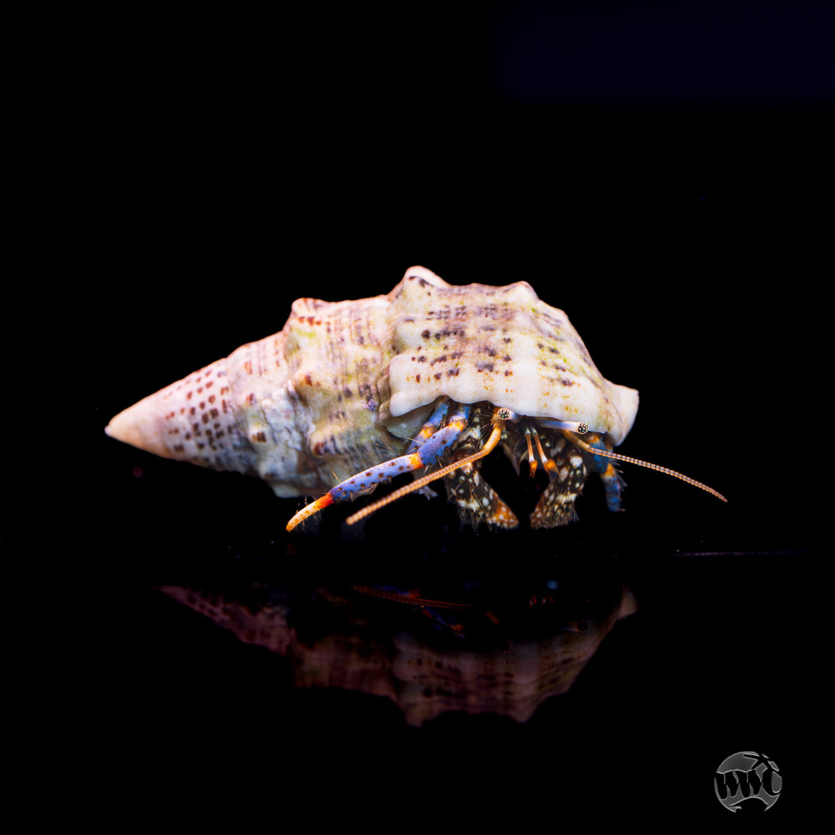 Saltwater Invertebrates for Sale - World Wide Corals