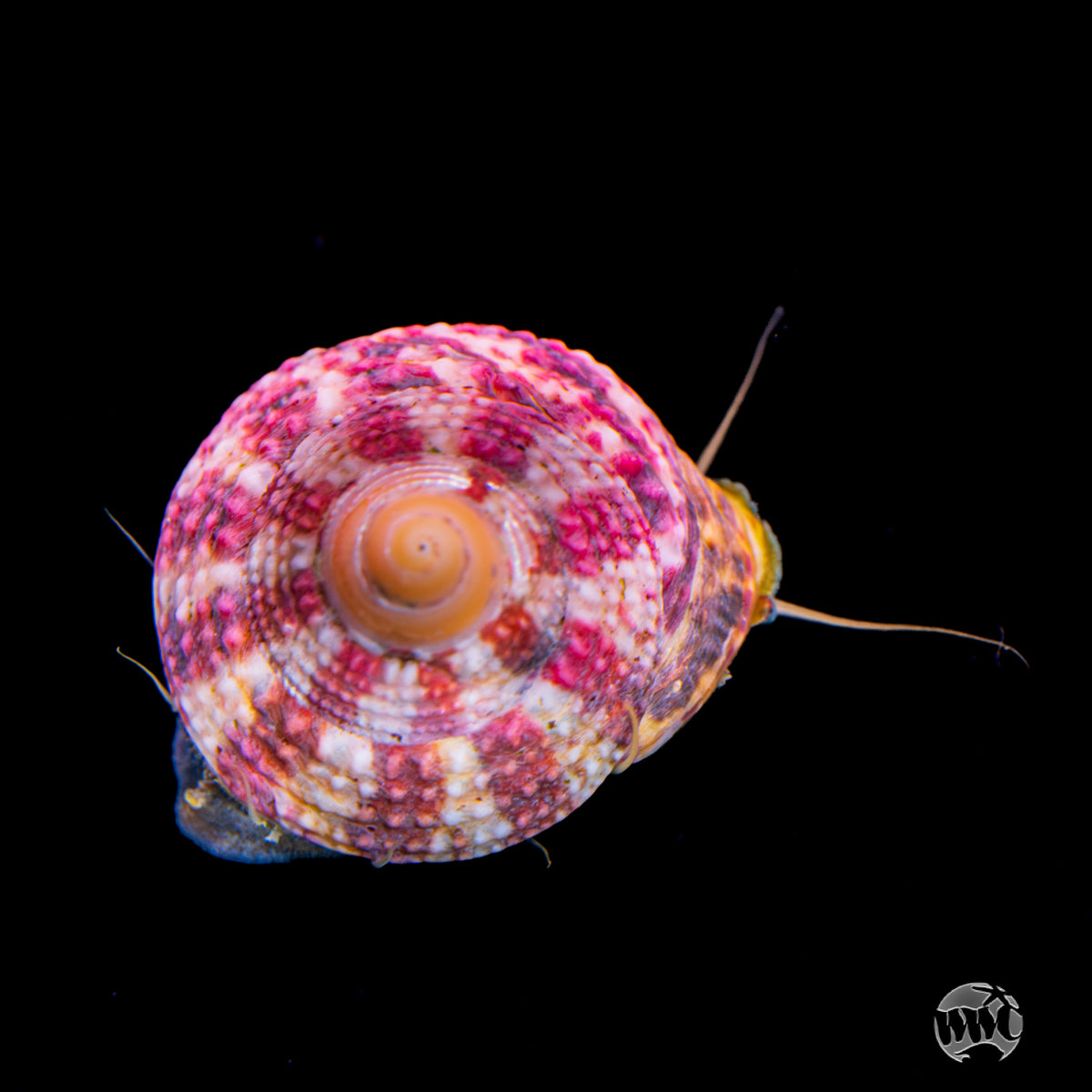 Trochus Snail for sale - World Wide Corals