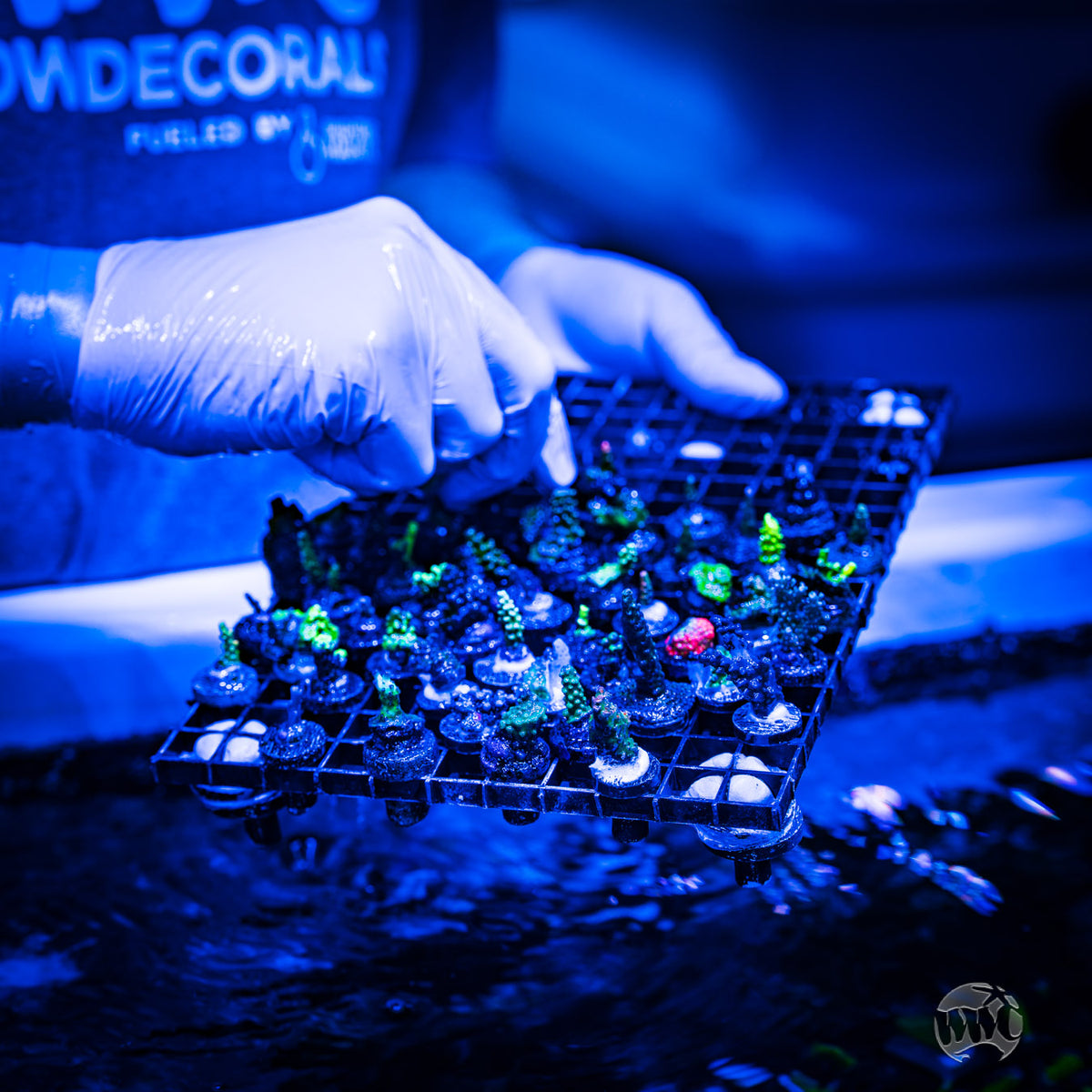 WWC Coral Acclimation and Dipping Guide