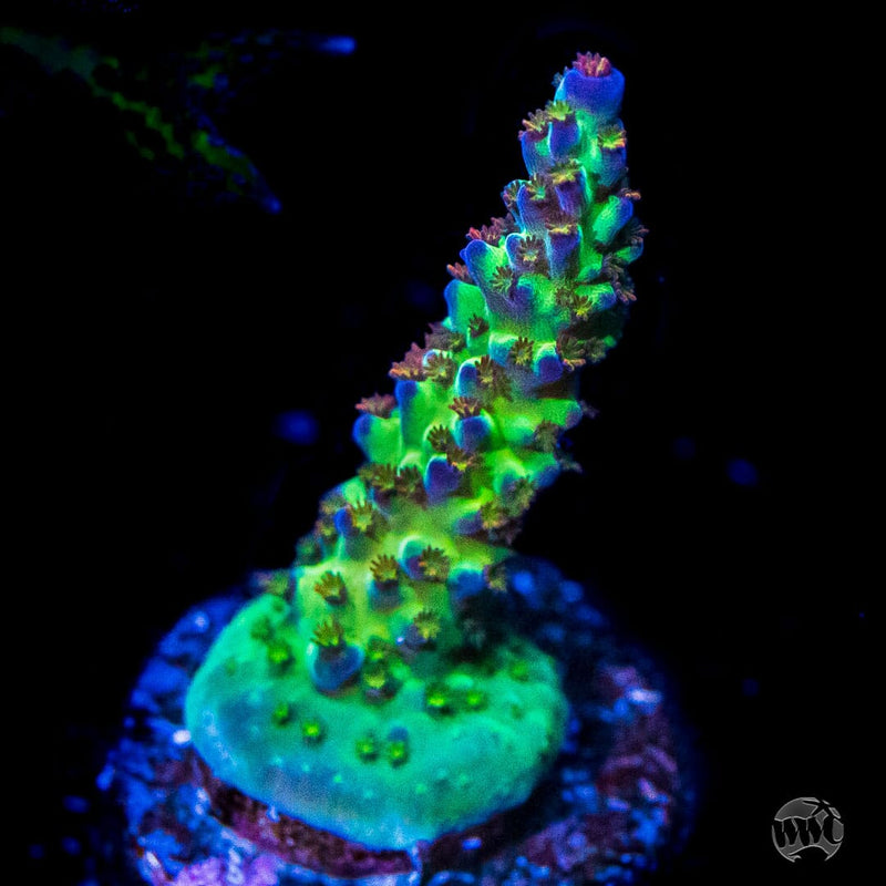 Acropora Coral for Sale - World Wide Corals