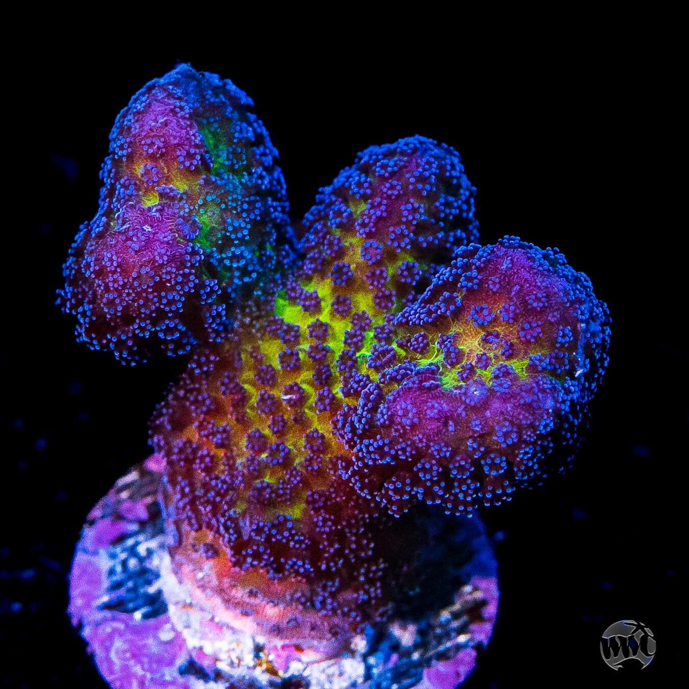 Jason Fox Bug Out Stylophora Coral | World Wide Corals