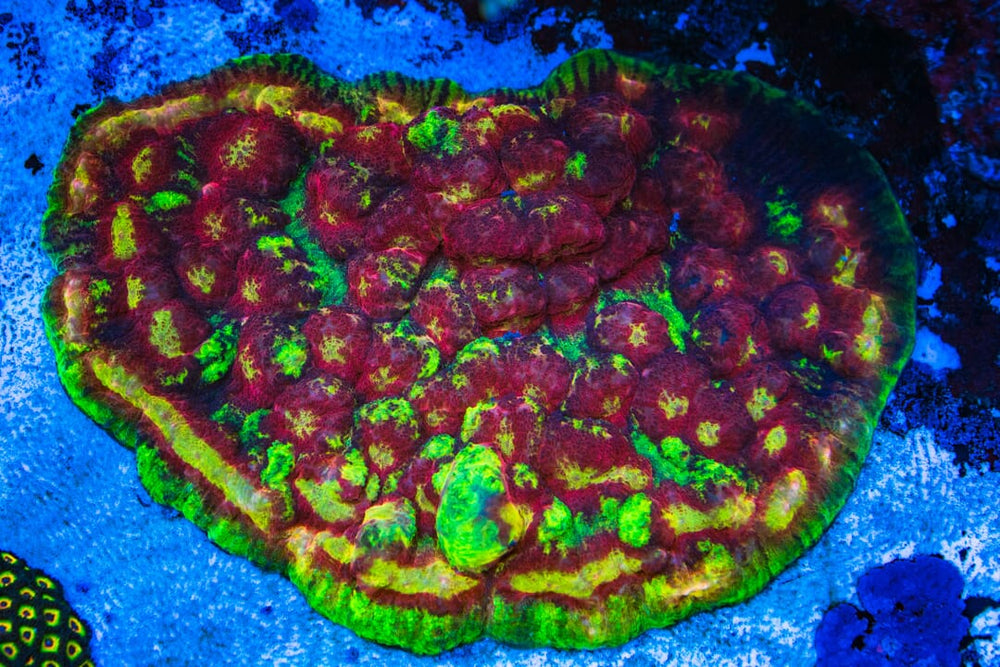 Chalice Coral For Sale - World Wide Corals