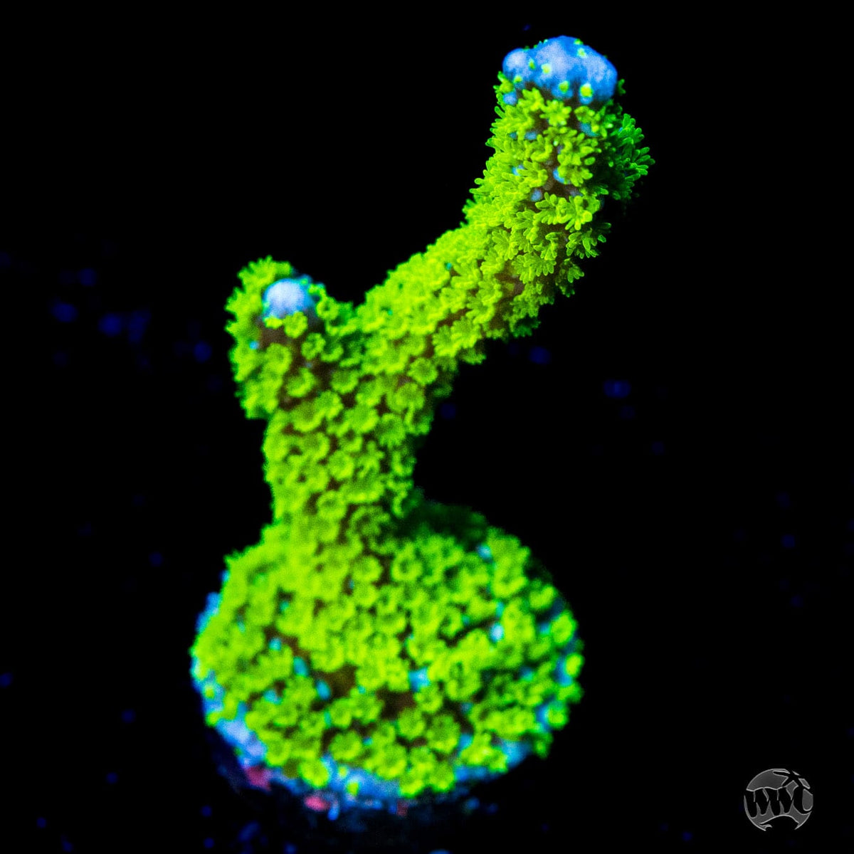 Small Polyp Stony or SPS Corals for Sale | World Wide Corals