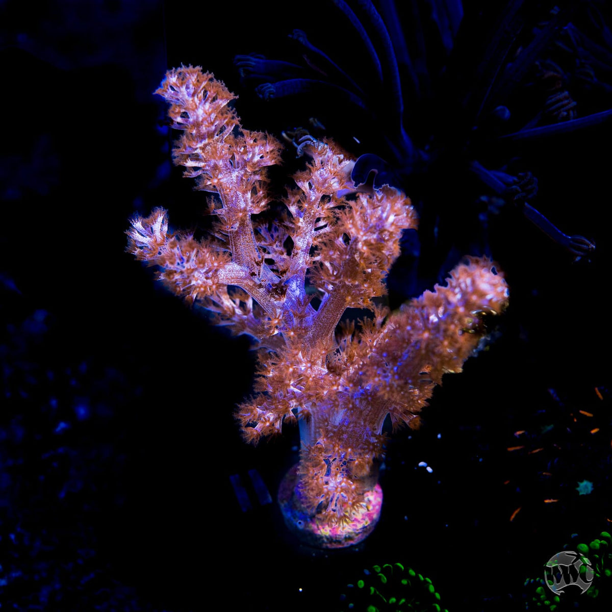 Soft Corals For Sale - World Wide Corals