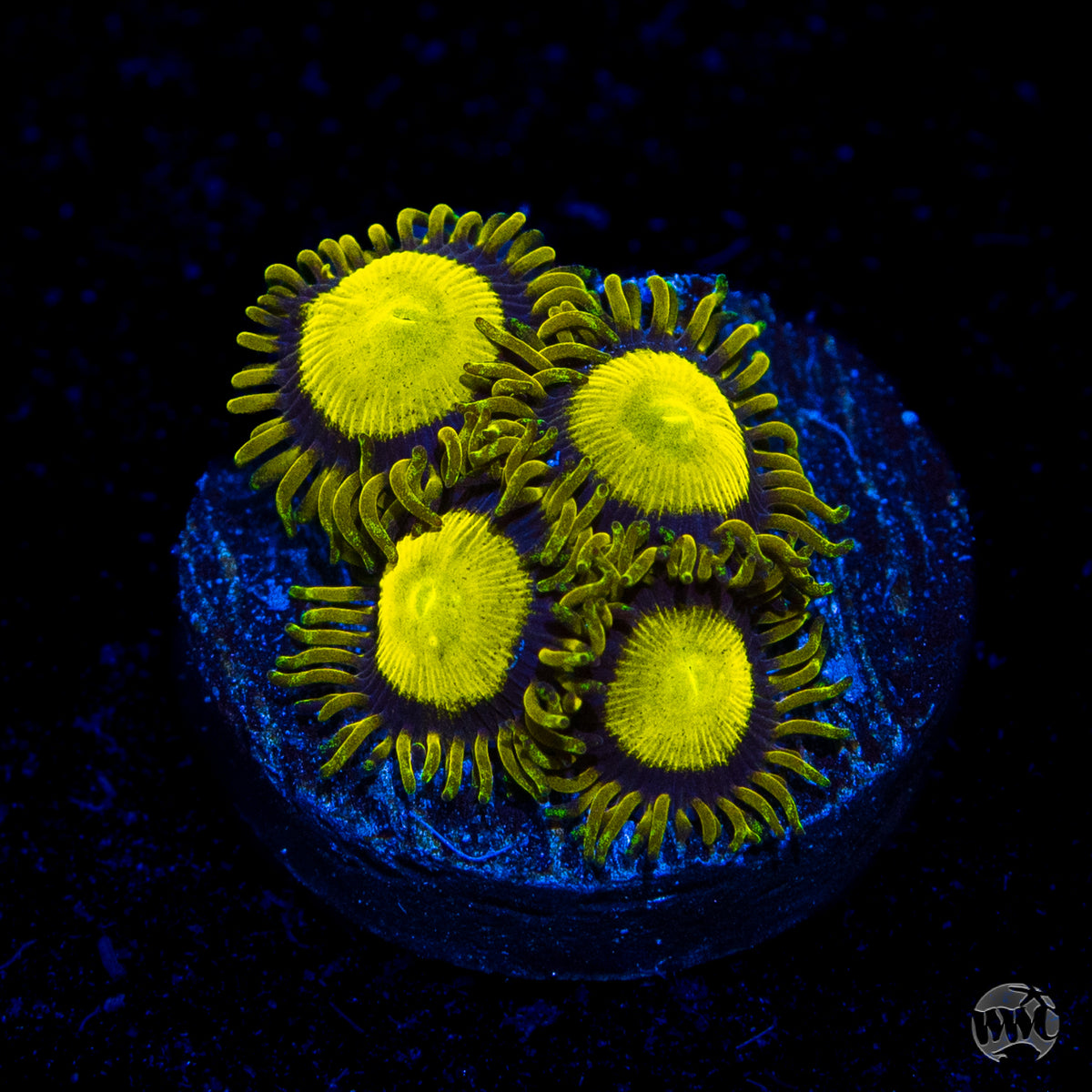 Zoanthids for sale - World Wide Corals