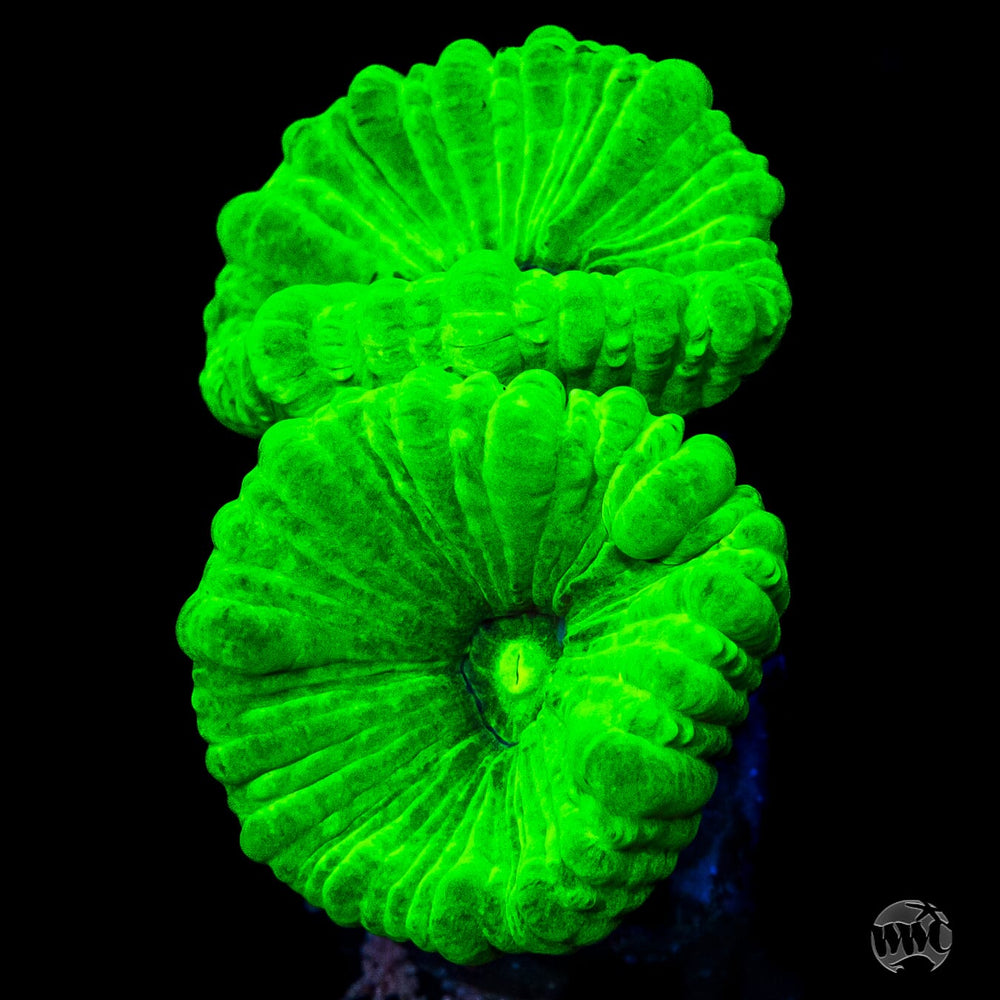 Kryptonite Candy Canes Coral