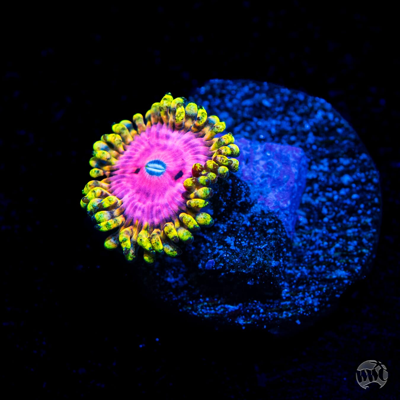 RR Pink Diamond Zoanthid