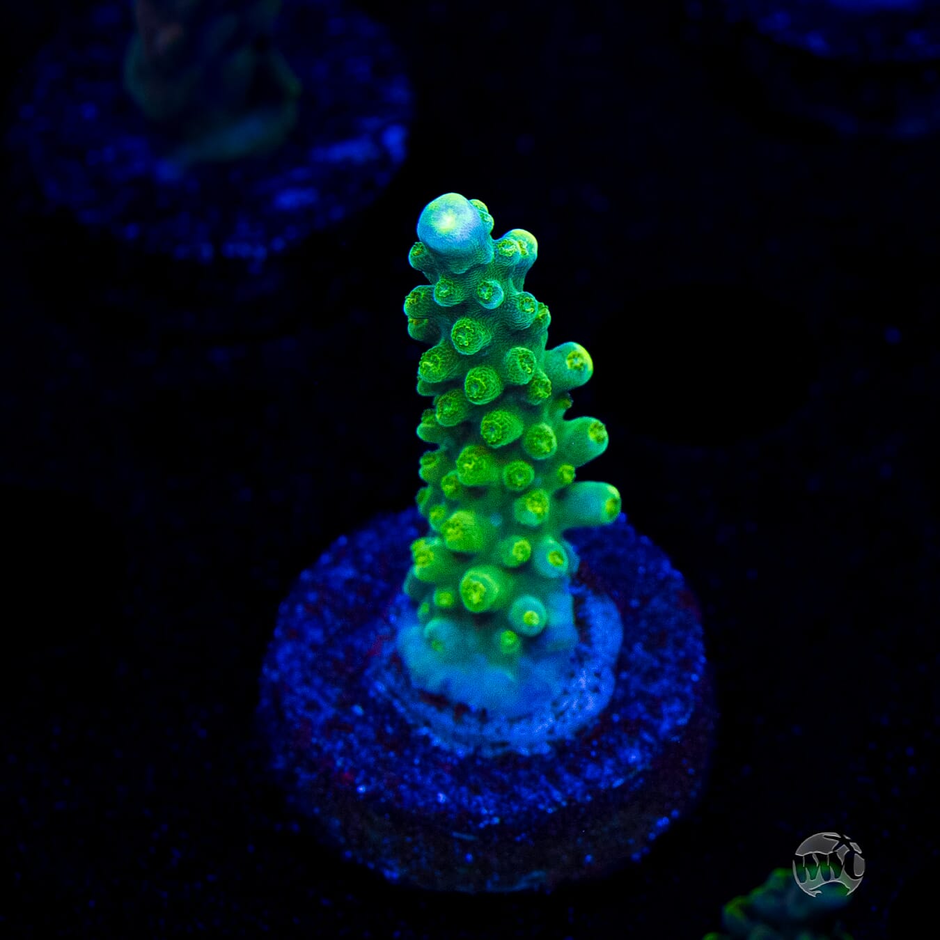 Paletta Tricolor Acropora